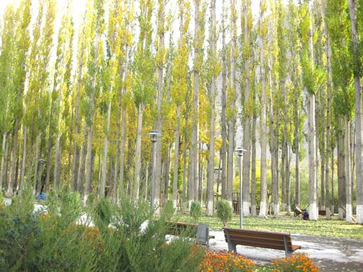 Despite court ban, sale of ‘Russian Poplar’ goes unabated